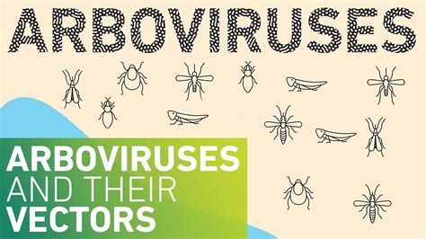 Arboviruses And Their Vectors Youtube