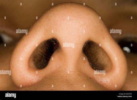 Nostrils Stock Photo Alamy