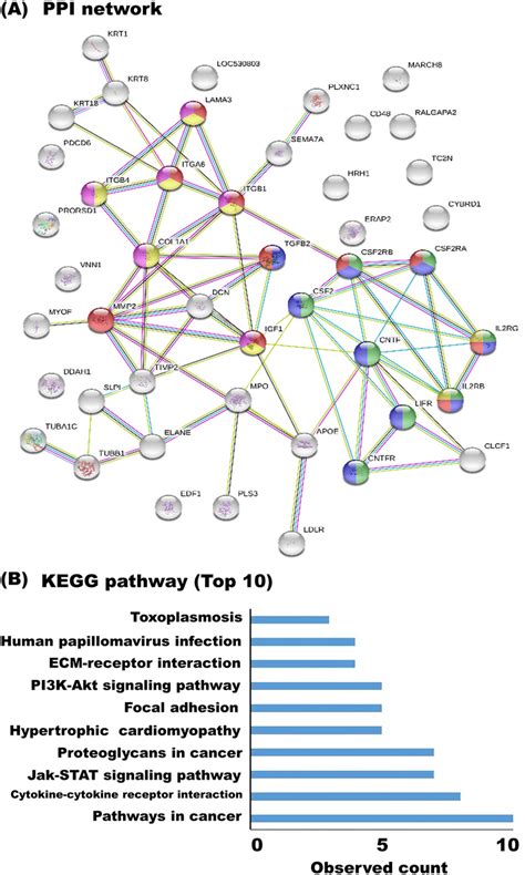 ppi network and kegg pathway analysis the ppi network was analysed by