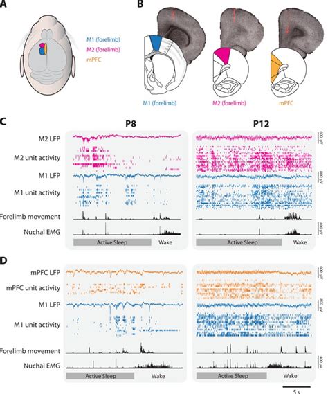 Activity In Developing Prefrontal Cortex Is Shaped By Sleep And Sensory Experience Elife