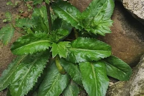 Culantro Qué Es Propiedades Y Cómo Se Come Plantas Aromaticas Y