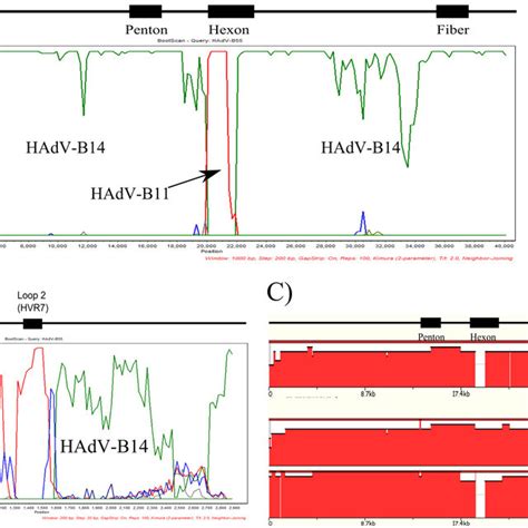 A Bootscan Recombination Analysis Of The Hadv B55 Genome The Dark