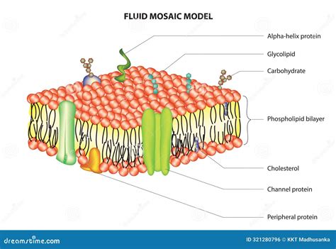Fluid Mosaic Model With Cell Membrane Anatomical Structure Outline