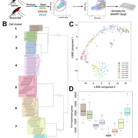 Scrna Seq Of An Gambiae Immune Cells A Graphical Overview Of The