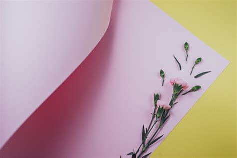 봄 꽃과 창조적 인 구성 파스텔 핑크와 노란색 배경에 아름 다운 흰색 꽃입니다 플랫 레이 평면도 복사 공간 0명에 대한 스톡 사진 및 기타 이미지 Istock