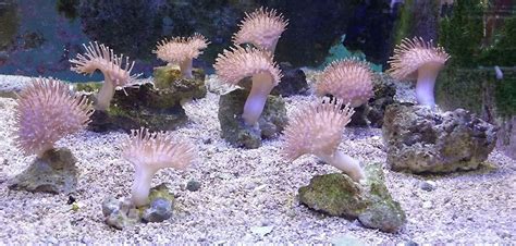 White Polyp Toadstool Soft Coral Tank Raised Soft Coral Aquacorals
