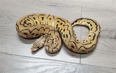 Pastel Clown Het Puzzle Ball Python By Hb Reptiles