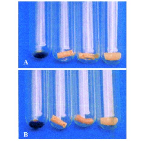 Morphological Evaluation Of Bead Remnants After 50 D In Vitro Download Scientific Diagram