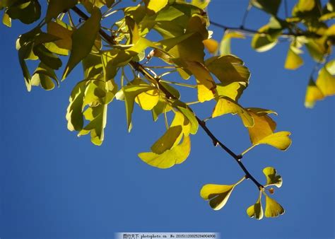银杏图片花草树木自然风景 图行天下素材网