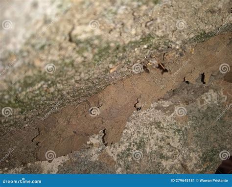Mud Wasp Nest On The Wall Stock Image Image Of Isolated 279645181