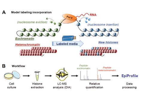 A Mass Spectrometry Based Assay Using Metabolic Labeling To Rapidly Monitor Chromatin