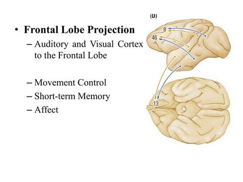Temporal Lobe And Its Role In Psychiatry Ppt