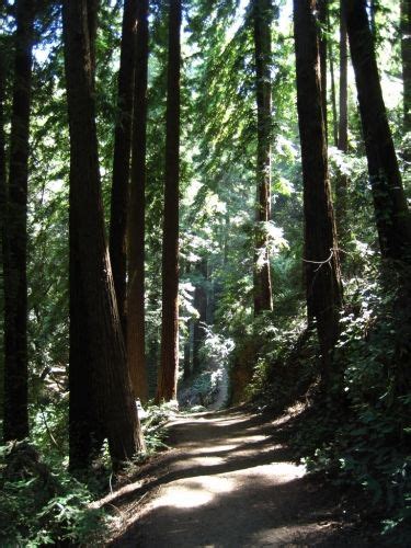 Best Trails In Joaquin Miller Park Oakland Ca