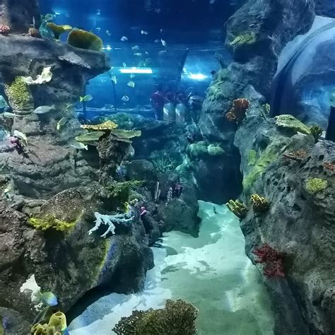 Odysseo Oceanarium Mauritius Port Louis Lo Que Se Debe Saber Antes