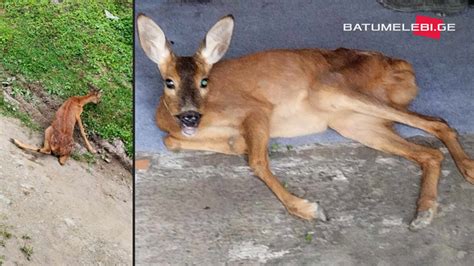 აჭყვისთავში ძაღლების დაკბენილი ნუკრი იპოვეს Batumelebi • გარემო • Batumelebi Ge