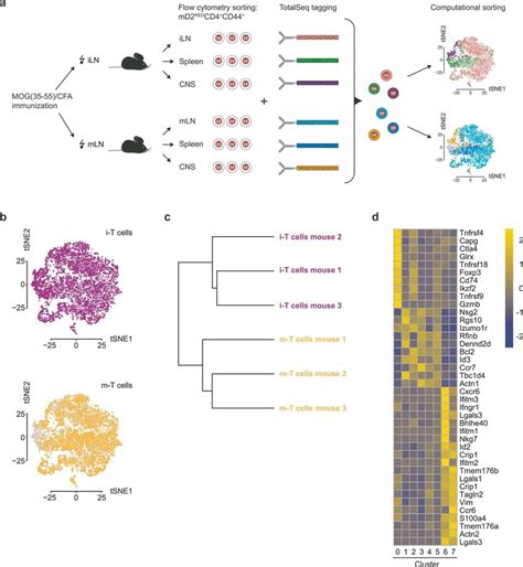 Tcr Repertoire Analysis Of I T Cells And M T Cells A Schematic Of