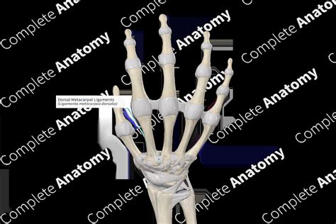 Dorsal Metacarpal Ligaments Complete Anatomy