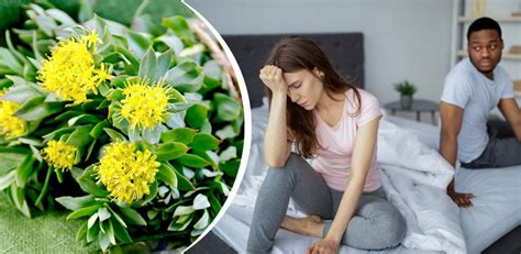 What Are Rhodiola Sexual Benefits Libido Ed And Sex Dysfunction