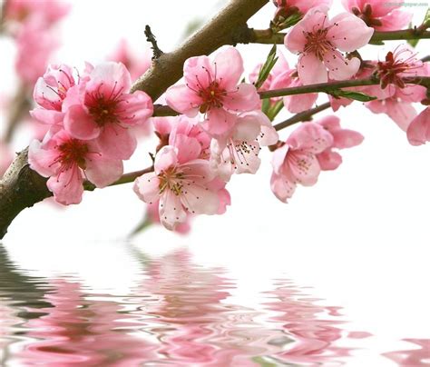 Peach Blossom Wallpapers Top Free Peach Blossom Backgrounds