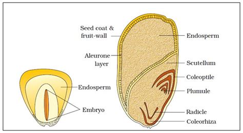 Seed Corn Grain Labeled