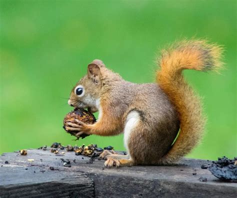 Elementor Image Gallery Widget Elementskit Addons Wpmet