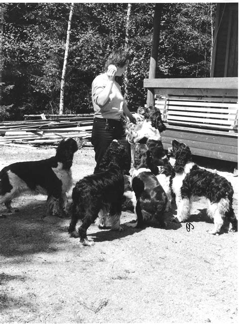 Englanninspringerspanieli Springerspanielit Ry