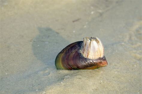 Barnacle And Mussel Stock Image Image Of Wildlife Mussel 356883605