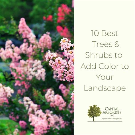 Best Trees Shrubs To Add Color To Your Landscape Capital Arborists