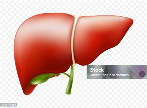 현실적인 간 해부학 구조 벡터 간 시스템 기관 소화 담낭 기관 의료 약물 약국 및 교육 설계를위한 인간 간 간 내부 기관에 대한 스톡 벡터 아트 및 기타 이미지 Istock