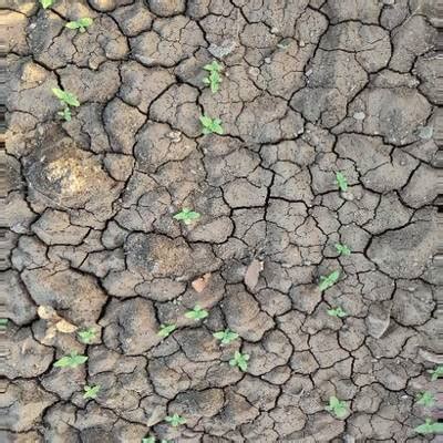 Crop And Weed Detection Dataset Ninja