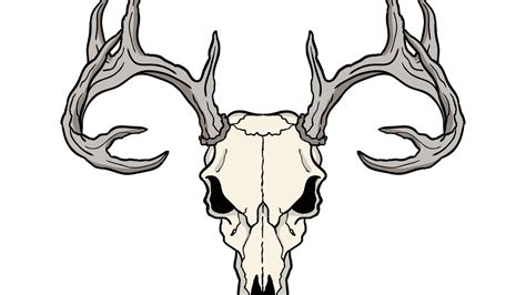Deer Skull Drawing Natures Art On Paper
