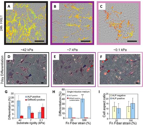 Figure 5 From Extracellular Matrix Elasticity And Topography Material Based Cues That Affect