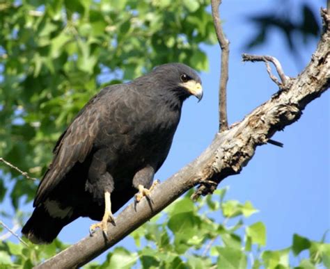 Common Black Hawk Birdforum Opus Birdforum