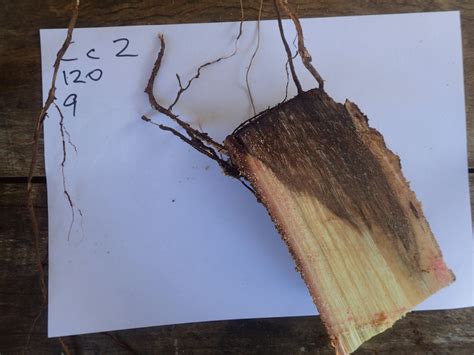 Tree Roots Cut Or Break Northern Tree Care