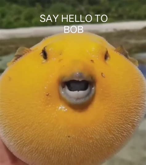 Bob The Blob R Nanikposting