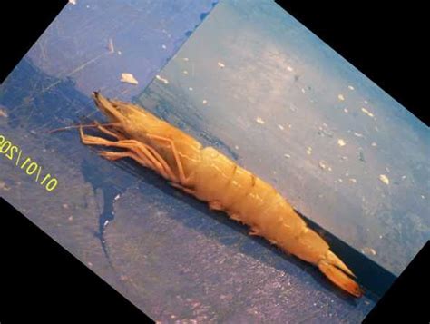 Shrimp Labeled Image Dataset Images Cv