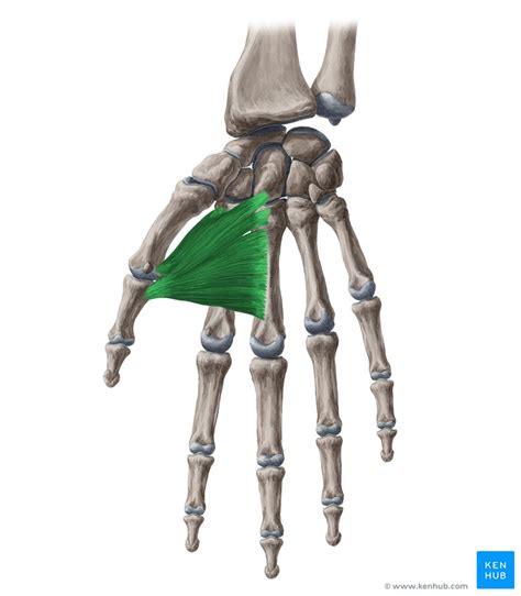 Adductor Pollicis Origin Insertion And Function Kenhub