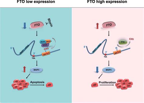 Working Model The Oncogenic Role Of Fto As An M6a Demethylase In Download Scientific Diagram