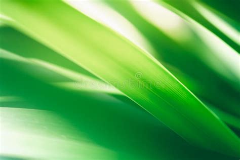 Abstract Nature Green Blurred Background Nature Leaf On Greenery