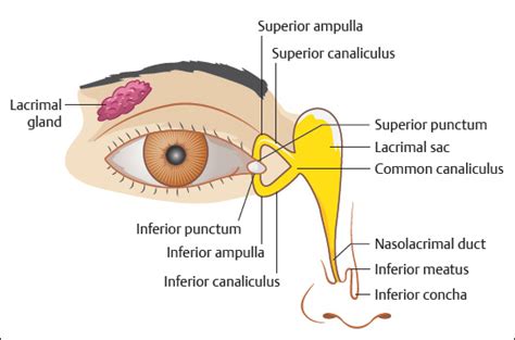 The Lacrimal Apparatus Ento Key