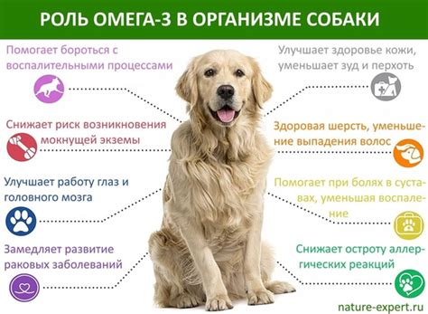 Сколько давать щенку рыбьего жира: Рыбий жир для собак. Можно ли ...