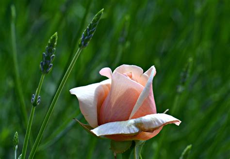 배경 화면 잔디 장미 꽃 봄 플로라 싹 꽃잎 목초지 꽃 판타지 아름다운 꽃 야생화 전망 Anaturecanvas 브리짓 아름다운 자연 사진 인증