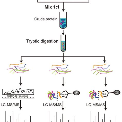The Systematic Workflow For Quantitative Profiling Of Global Proteome Download Scientific