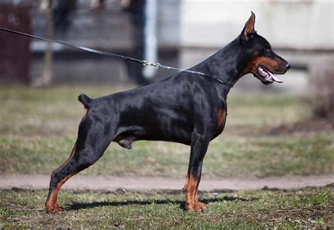American Vs European Doberman Doberman Blog