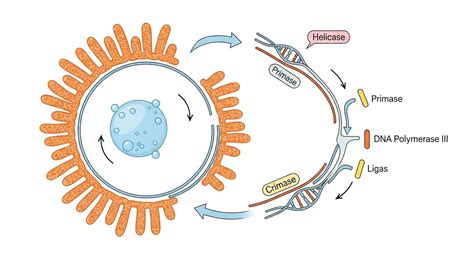Bacterial Dna Replication Stages Enzymes And Importance