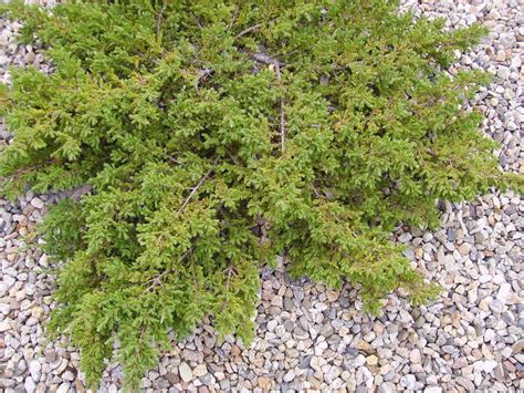 Common Juniper Juniperus Communis Effusa