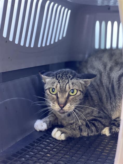 코리안숏헤어 재둥 하이랜드폴드책임분양 애완견책임분양 반려견책임분양 소형견키우는방법 중형견키우는방법 대형견키우는방법 미니비숑프리제키우는방법 토이푸들키우는방법 골든리트리버키우는