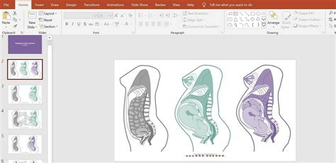 Cross Sections PowerPoint Presentation Tina Gibbs