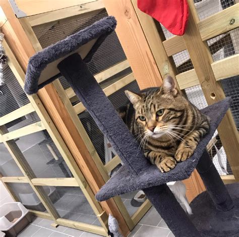 La Garderie Chatsandco Pensionchats Angouleme Fr