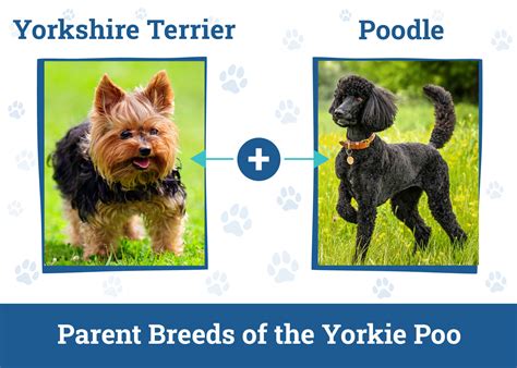 Son Yorkie Poos Inteligente